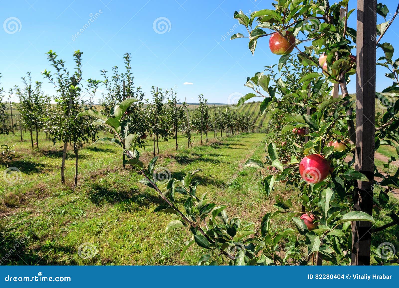 Red apples on tree branch stock photo. Image of autumn - 82280404
