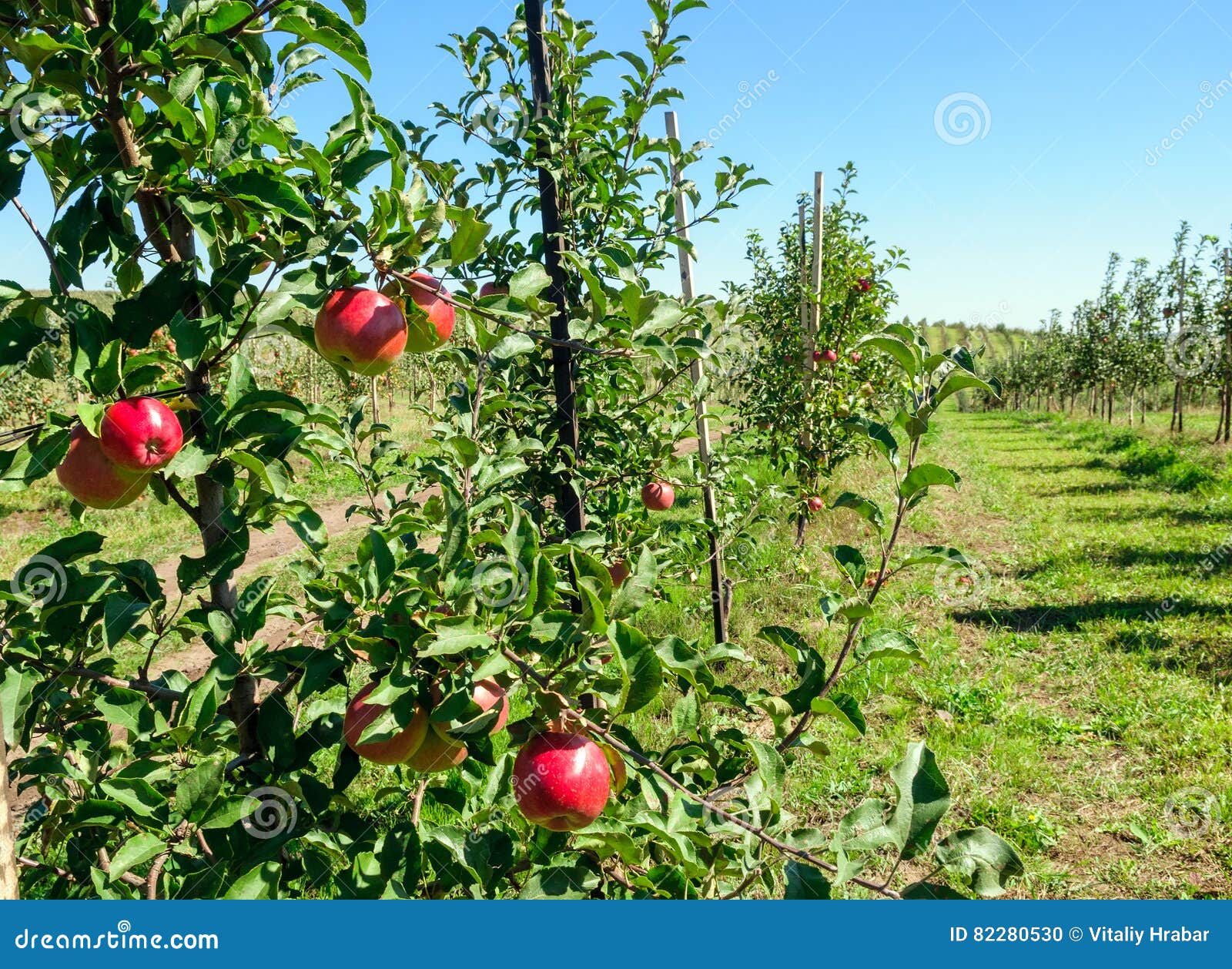 Red apples on tree branch stock photo. Image of beautiful - 82280530