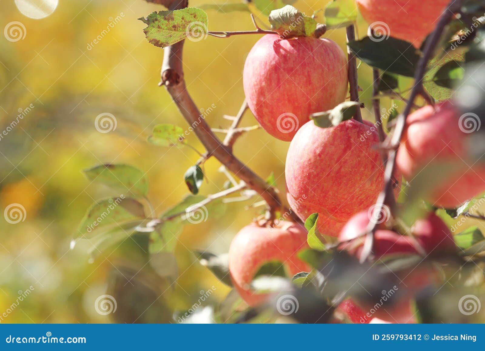 Red apples on a tree stock photo. Image of natural, fresh - 259793412