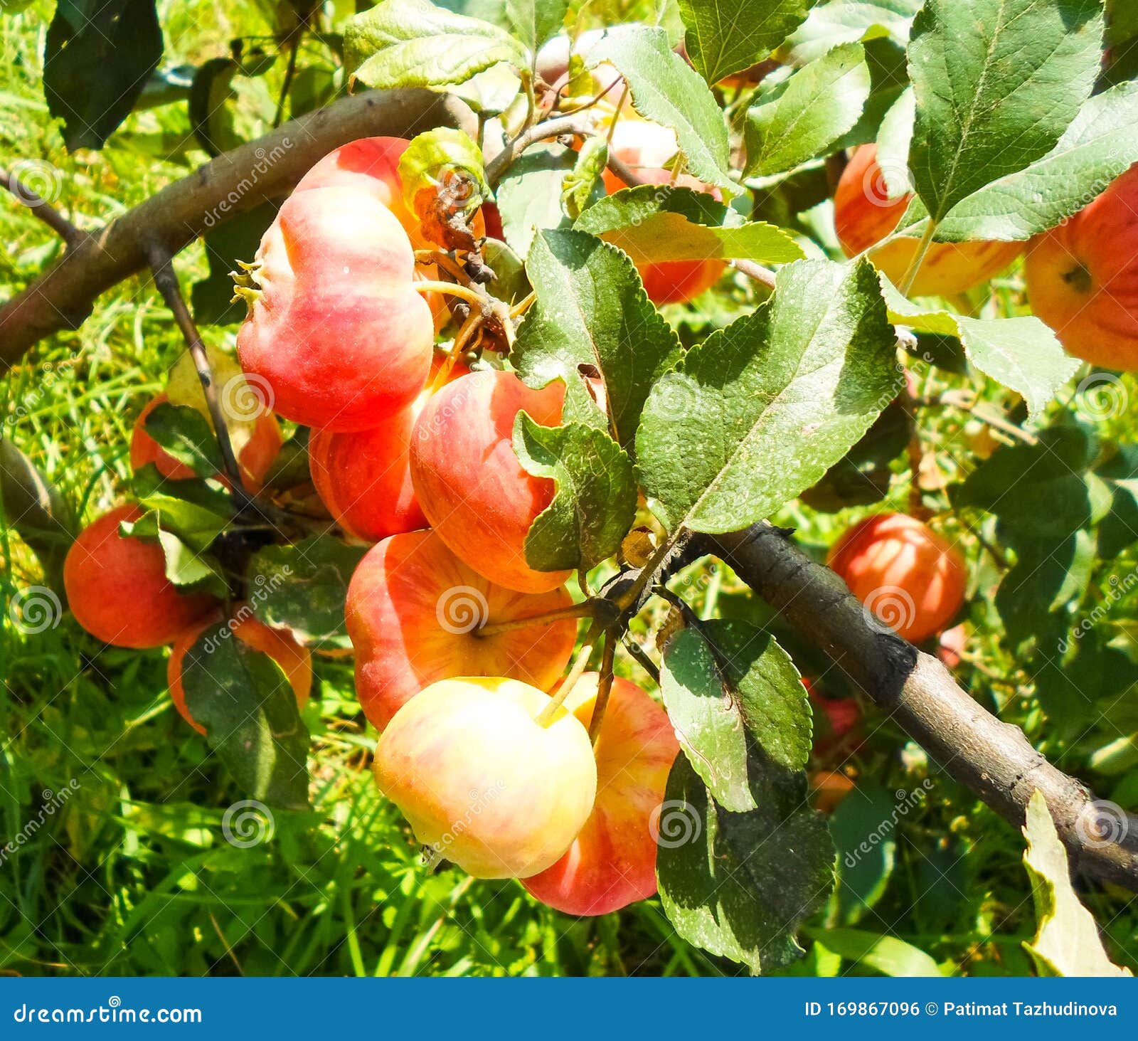 Red Apples on Tree Branches. Big Apples on the Trees in the Middle of ...
