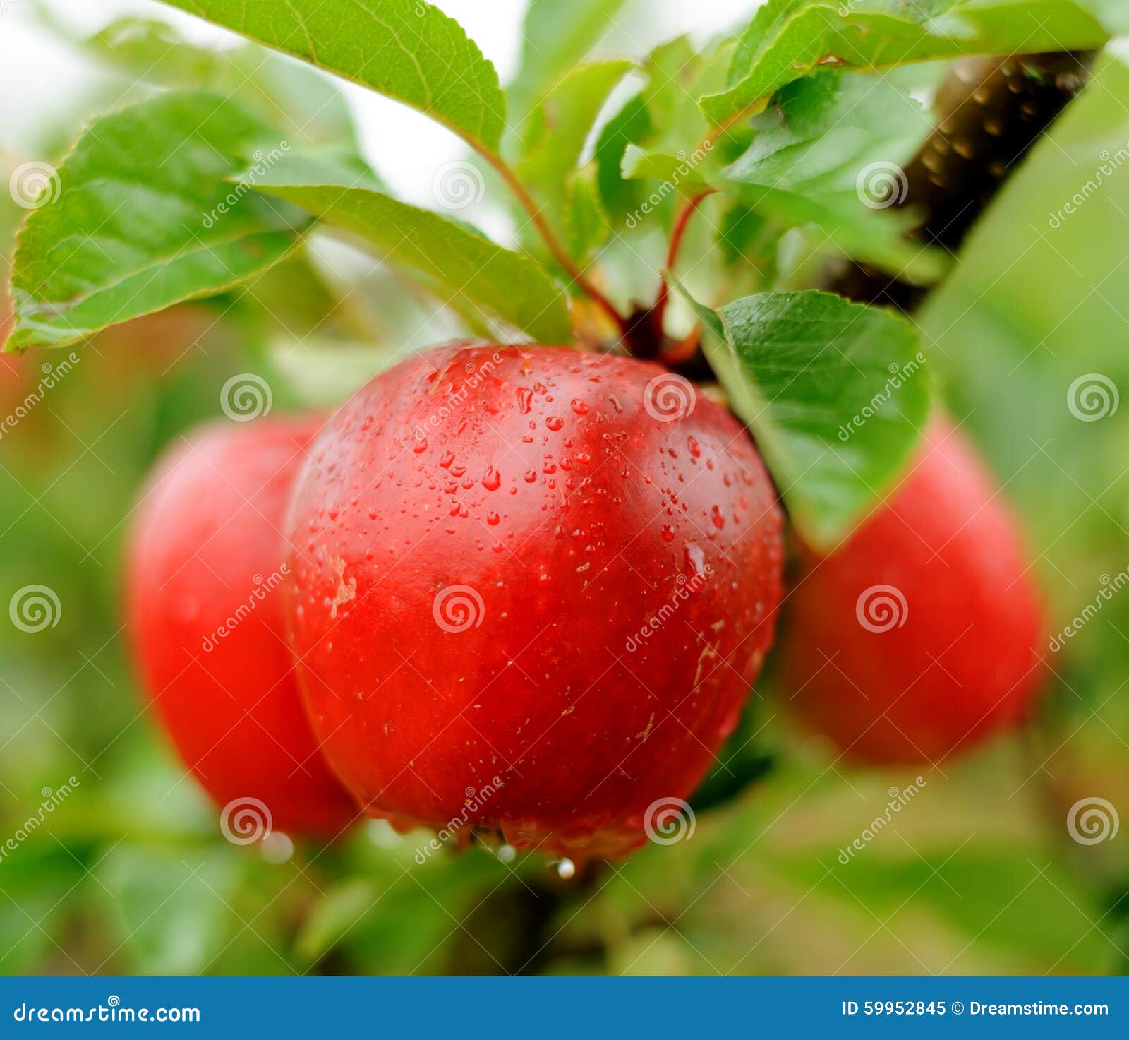 Red apples on a tree stock image. Image of fruit, ripe - 59952845