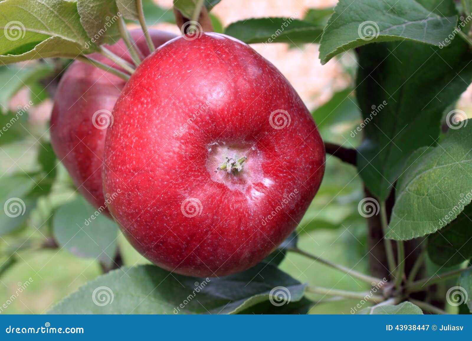 Red apples on a tree stock image. Image of color, health - 43938447