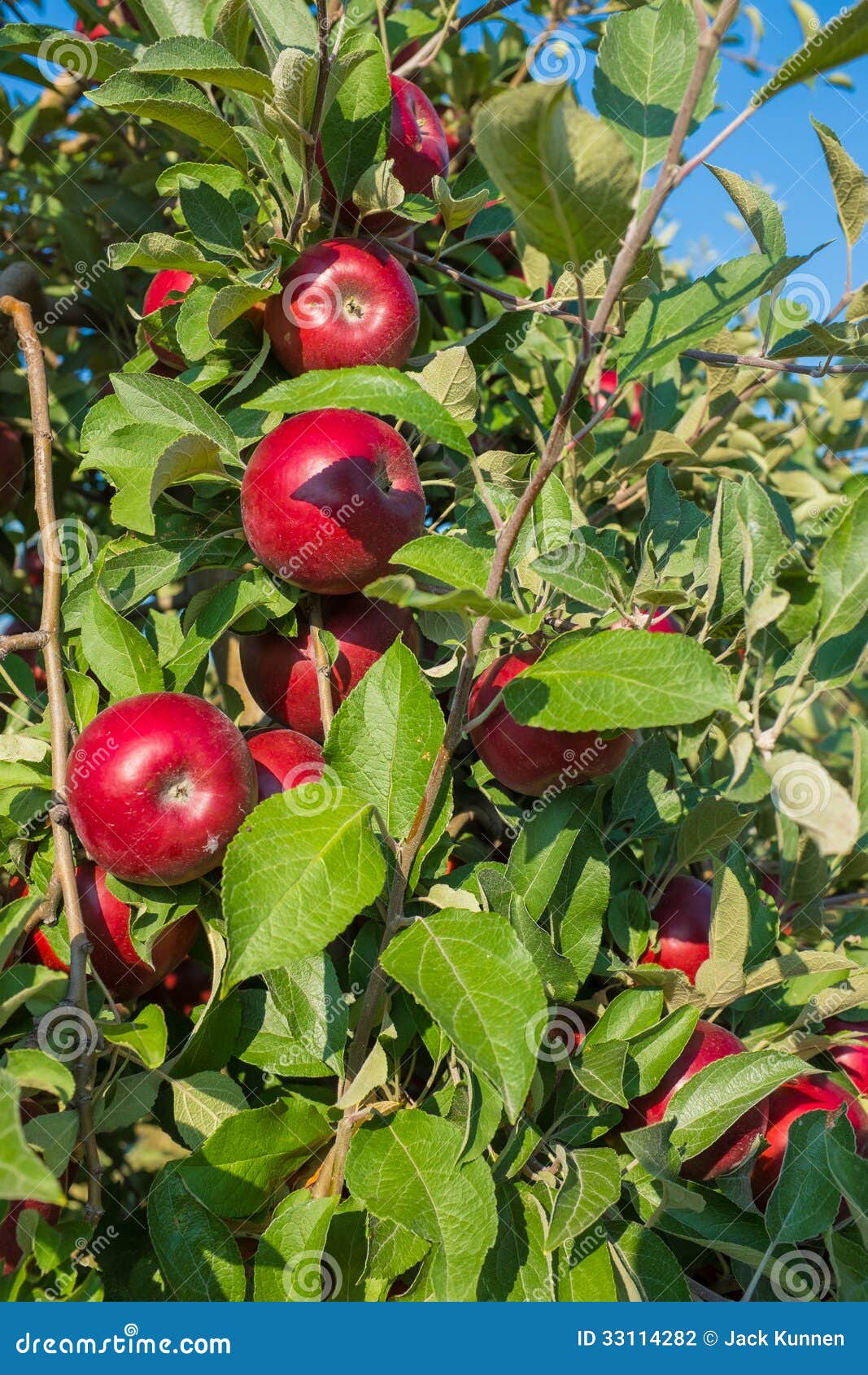 Red Apples on the Tree stock photo. Image of nutrient - 33114282