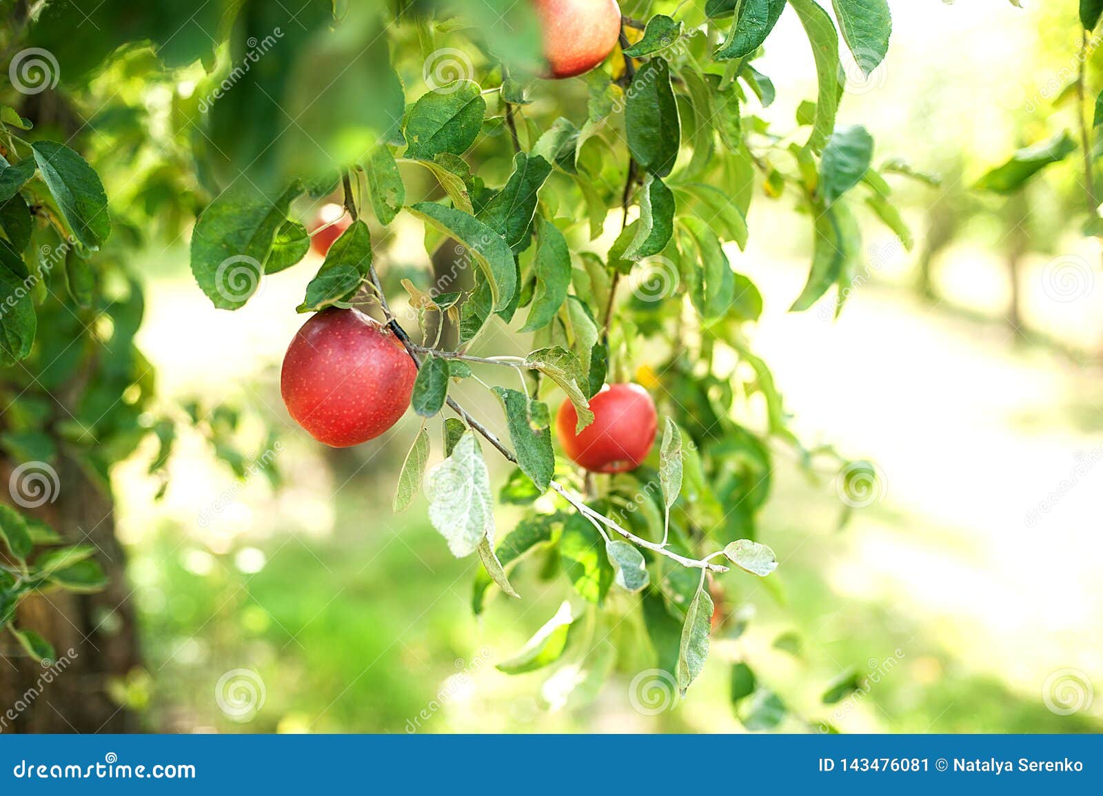 Red Apples on a Tree in the Garden Stock Image - Image of garden ...