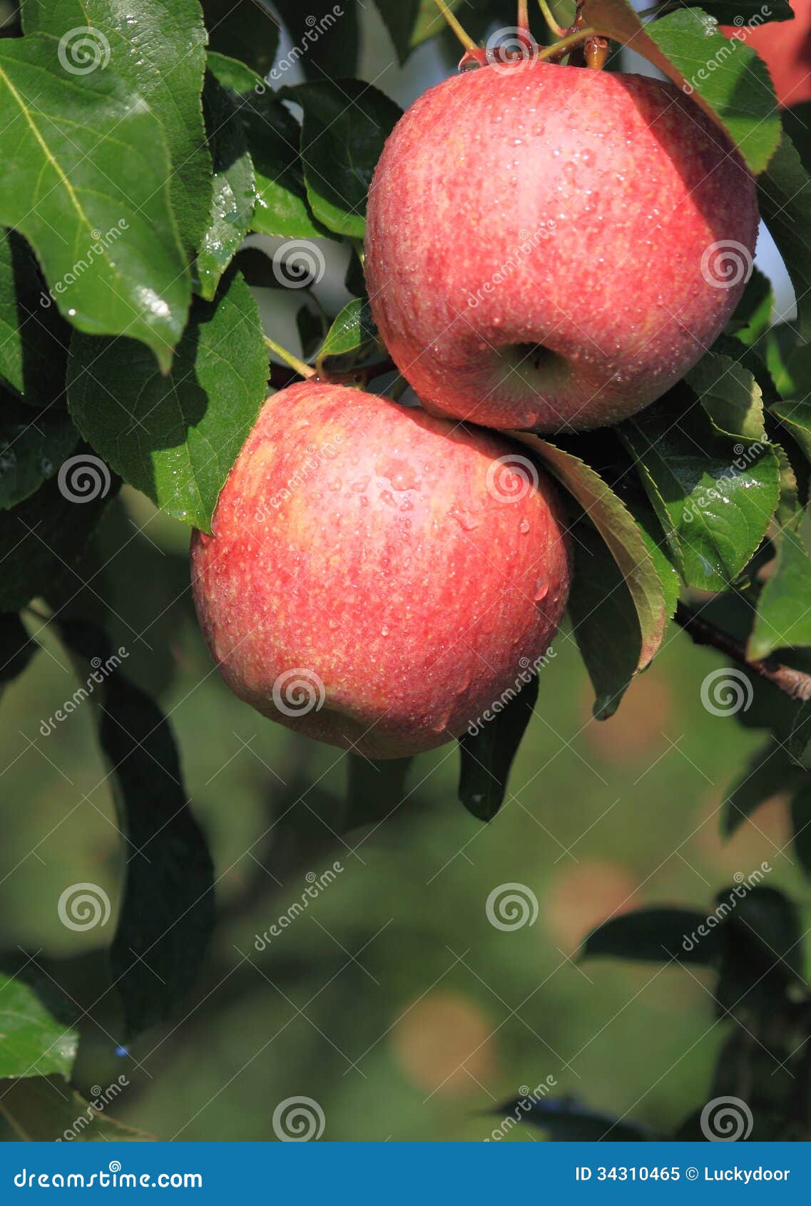 Red Apple Tree stock image. Image of agricultural, harvest - 34310465