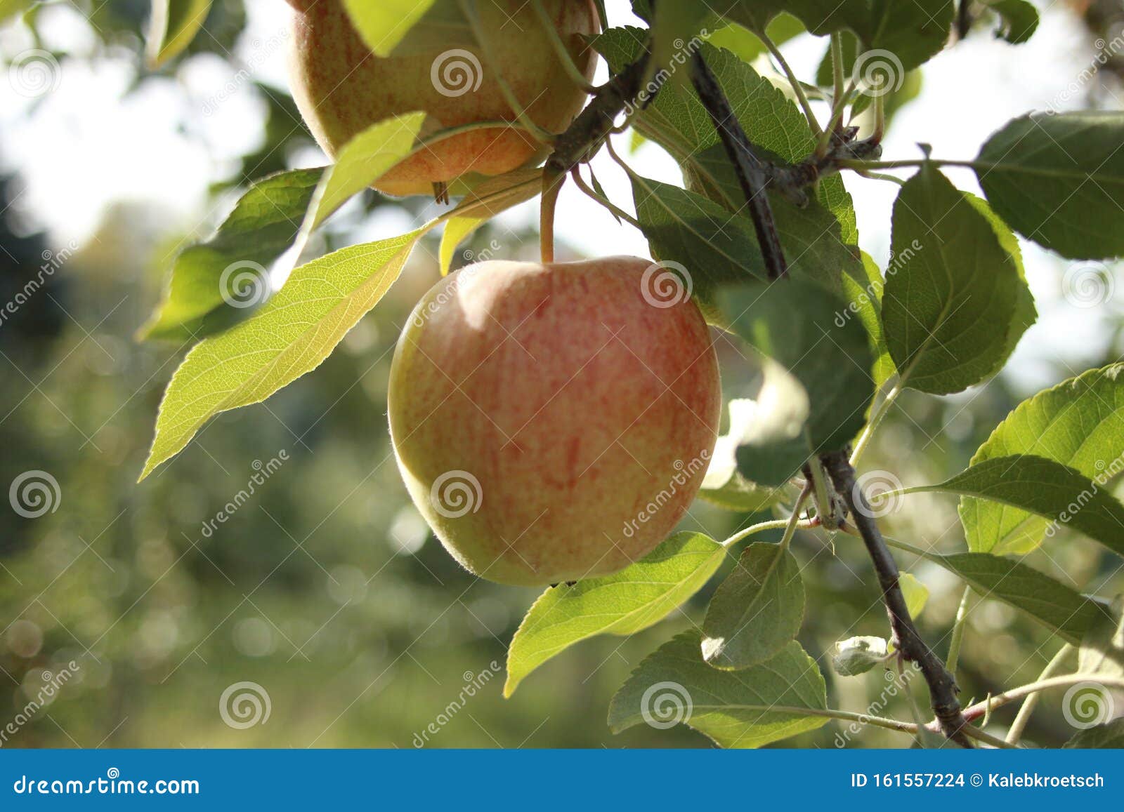 Red Apples in a Tree in October in Canada Stock Photo - Image of ...