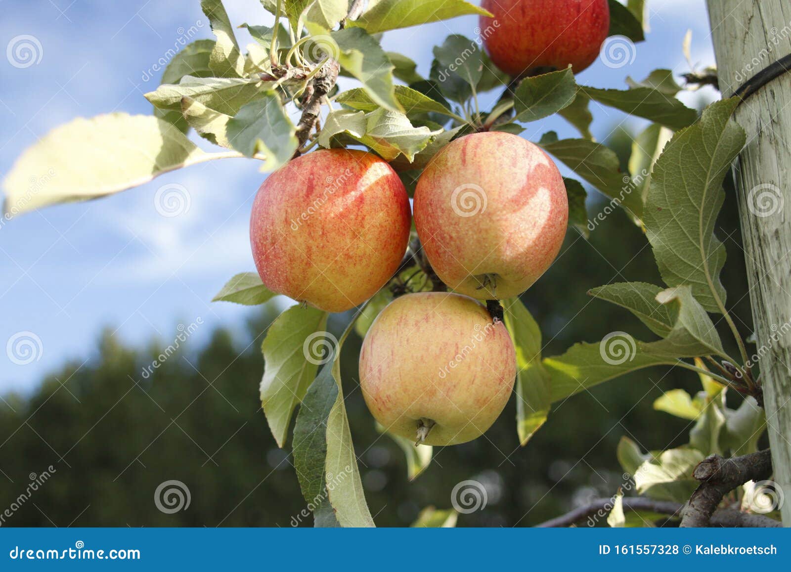Red Apples in a Tree in October in Canada Stock Photo - Image of ...