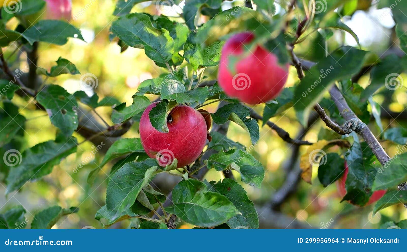 Red apples on a tree. stock footage. Video of fresh - 299956964