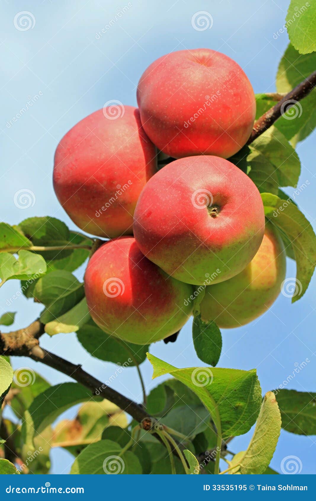 Red Apples on a Tree stock image. Image of group, color - 33535195