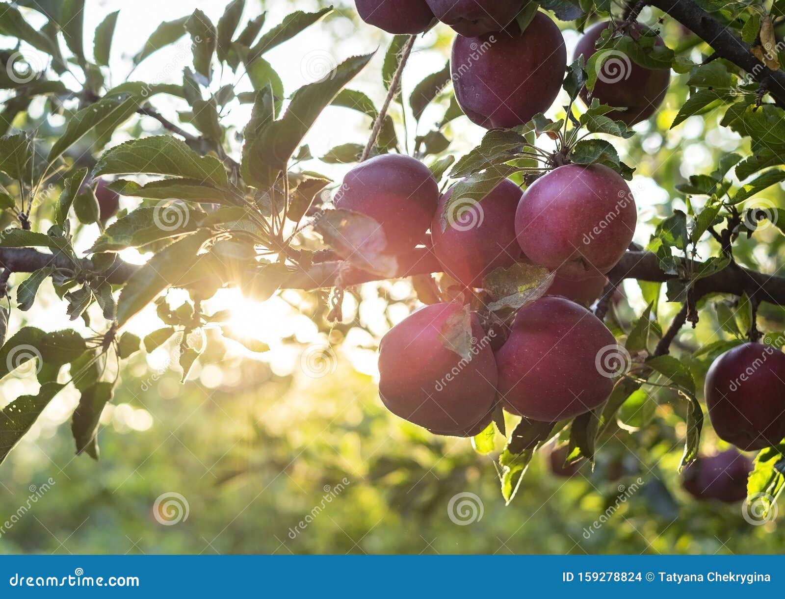 Red Apples on the Tree at Sunset Stock Photo - Image of apple, closeup ...
