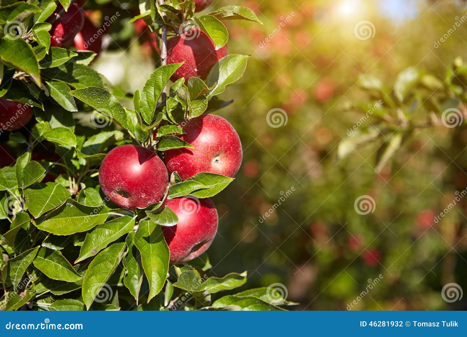 Red apples on the trees stock photo. Image of trees, agriculture - 46281932