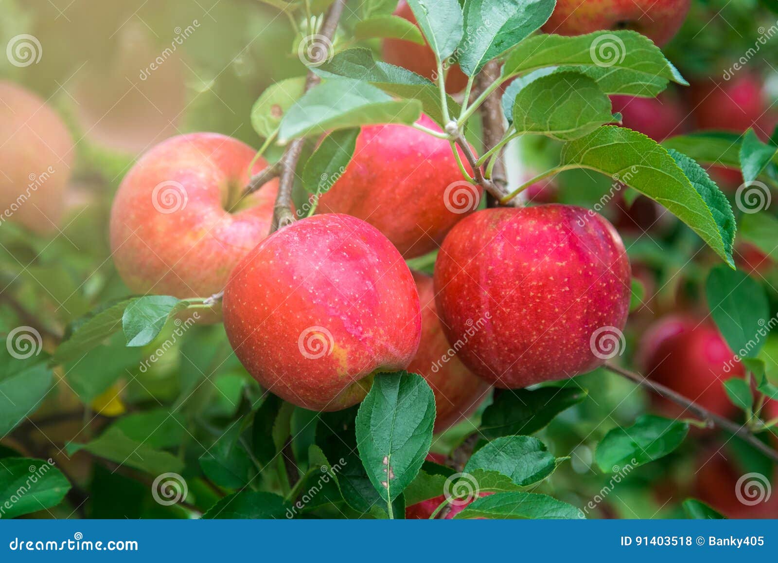 Red Apples on the Trees in the Orchard at Japan Stock Photo - Image of ...