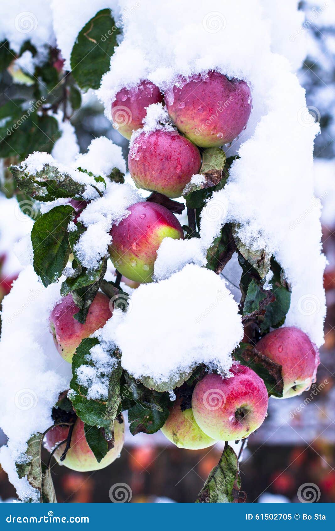 Red Apples on Trees with Snow Stock Image - Image of crop, snow: 61502705