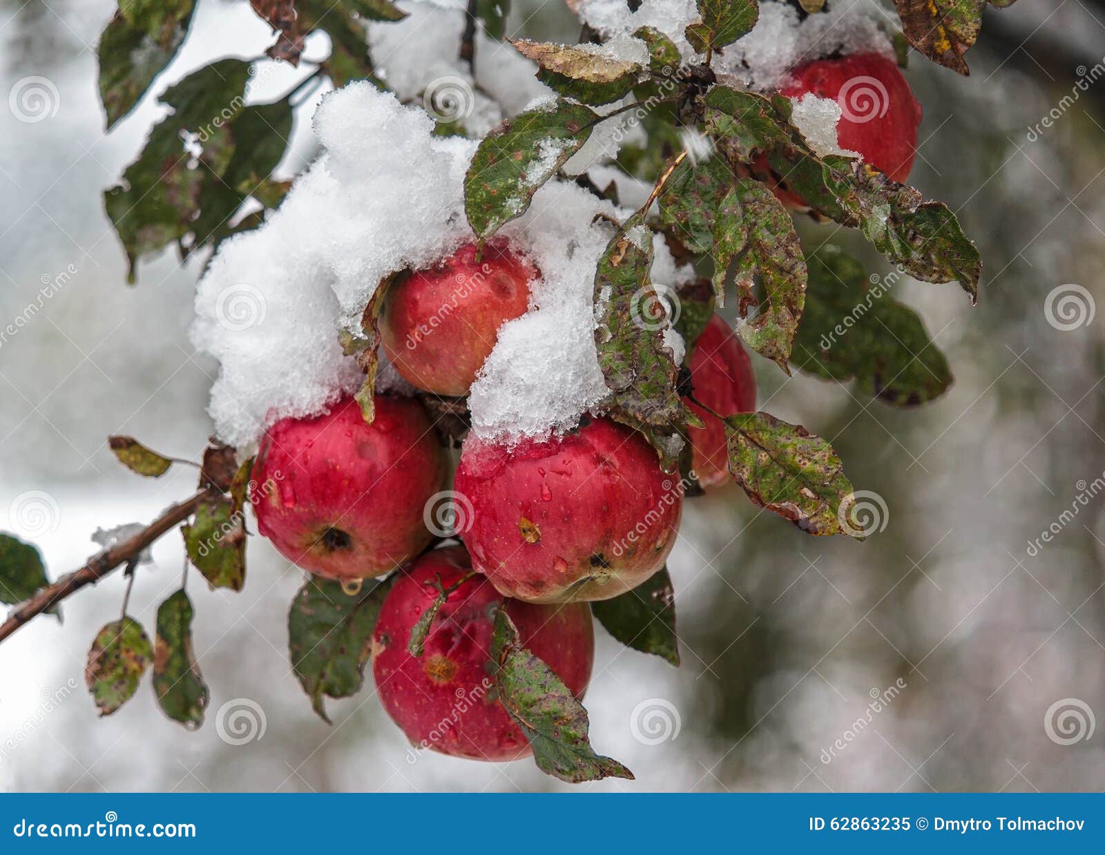 Red apples under the snow stock image. Image of apple - 62863235