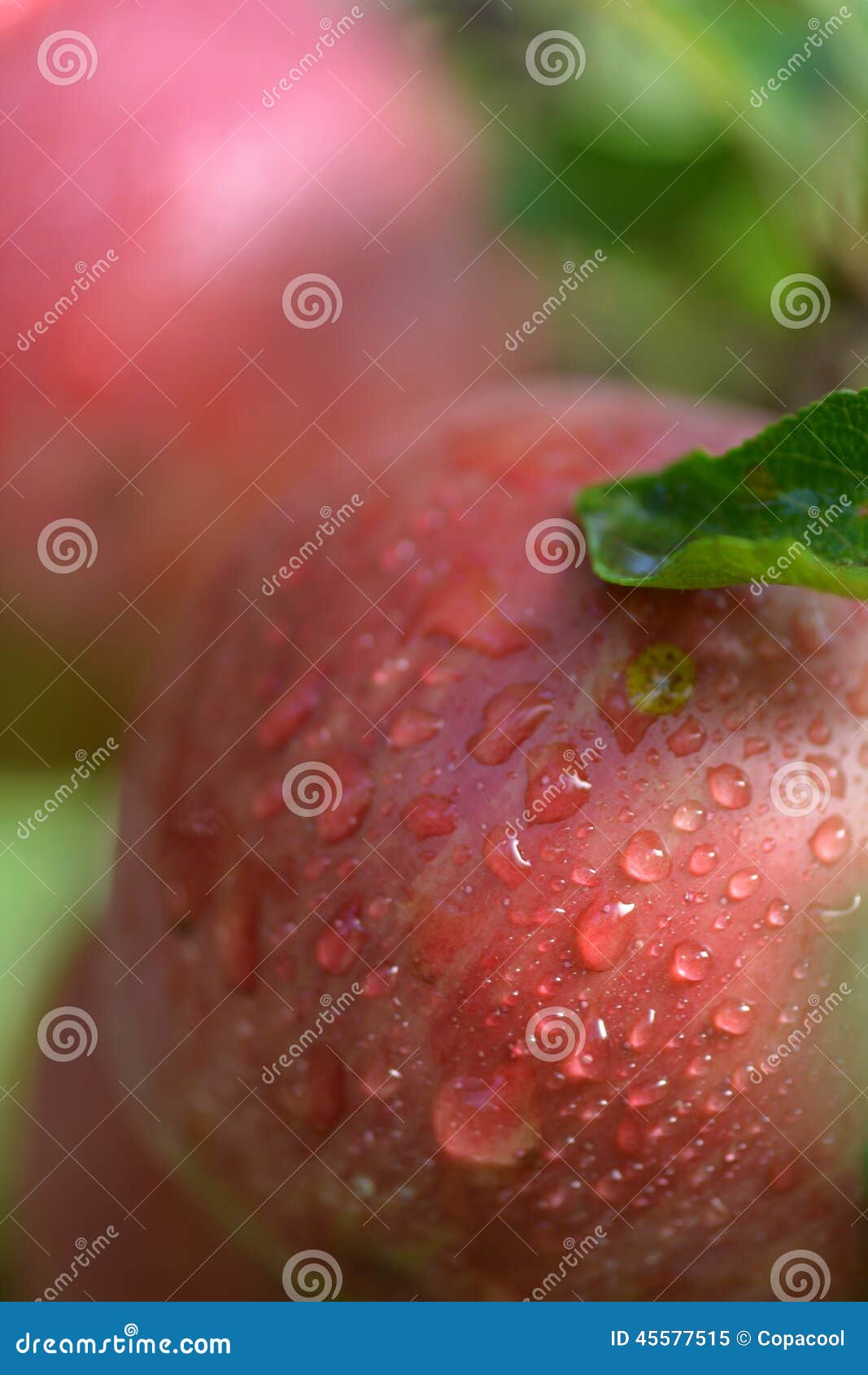Red Apples with Water Drops on Apple Tree Stock Image - Image of health ...