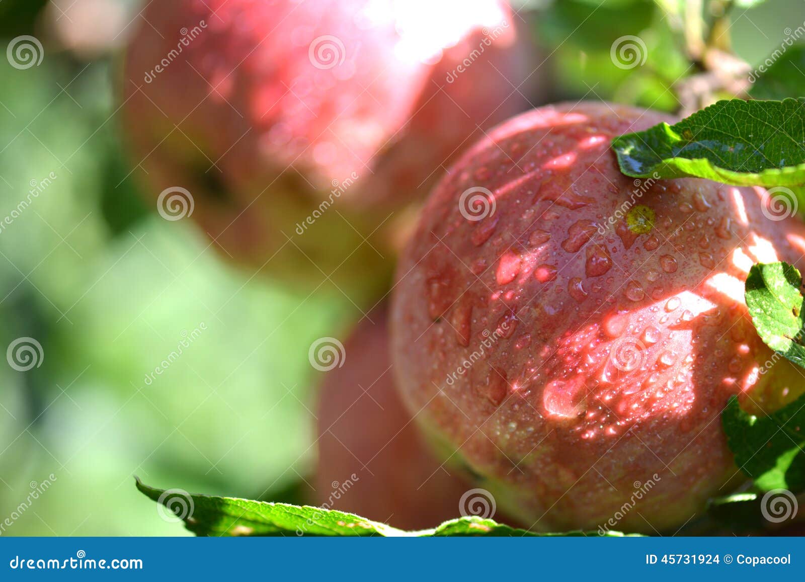 Red Apples with Water Drops on Apple Tree Stock Photo - Image of eating ...