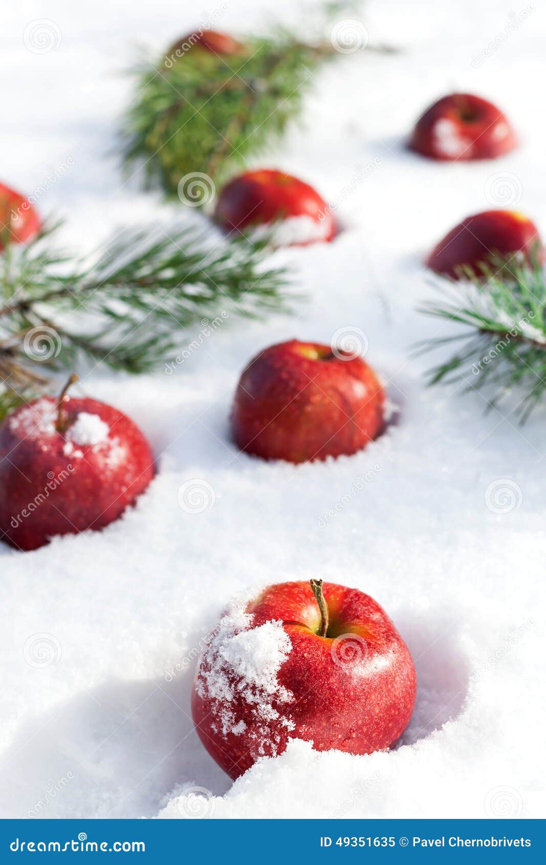 Red apples on white snow stock image. Image of outside - 49351635