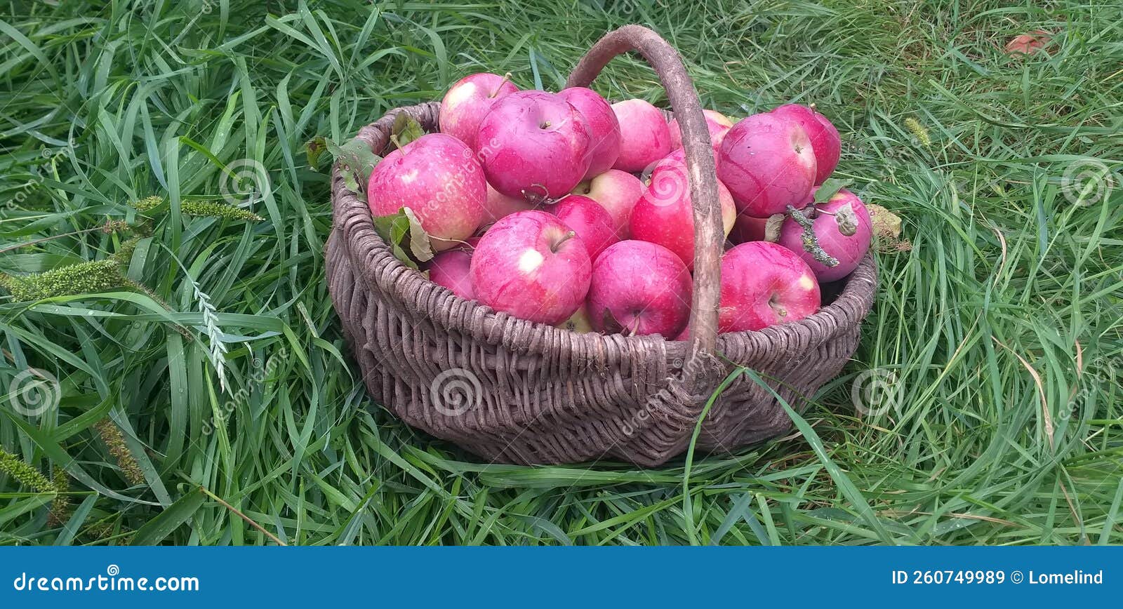 Red Apples in a Wicker Basket among the Green Grass Stock Image - Image ...