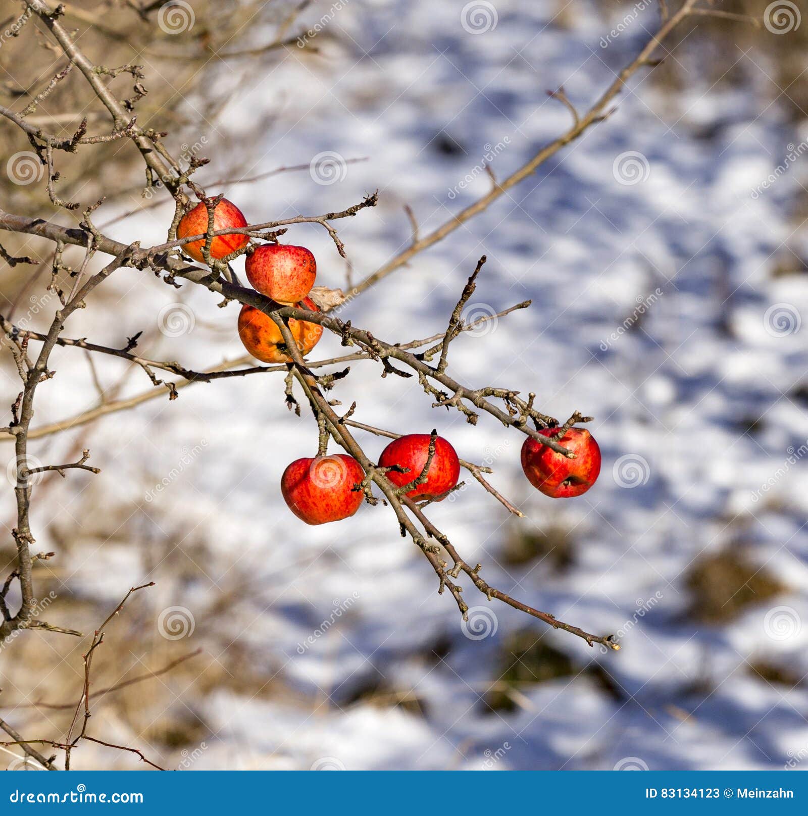 Red Apples in Winter at the Apple Tree Stock Image - Image of tree ...