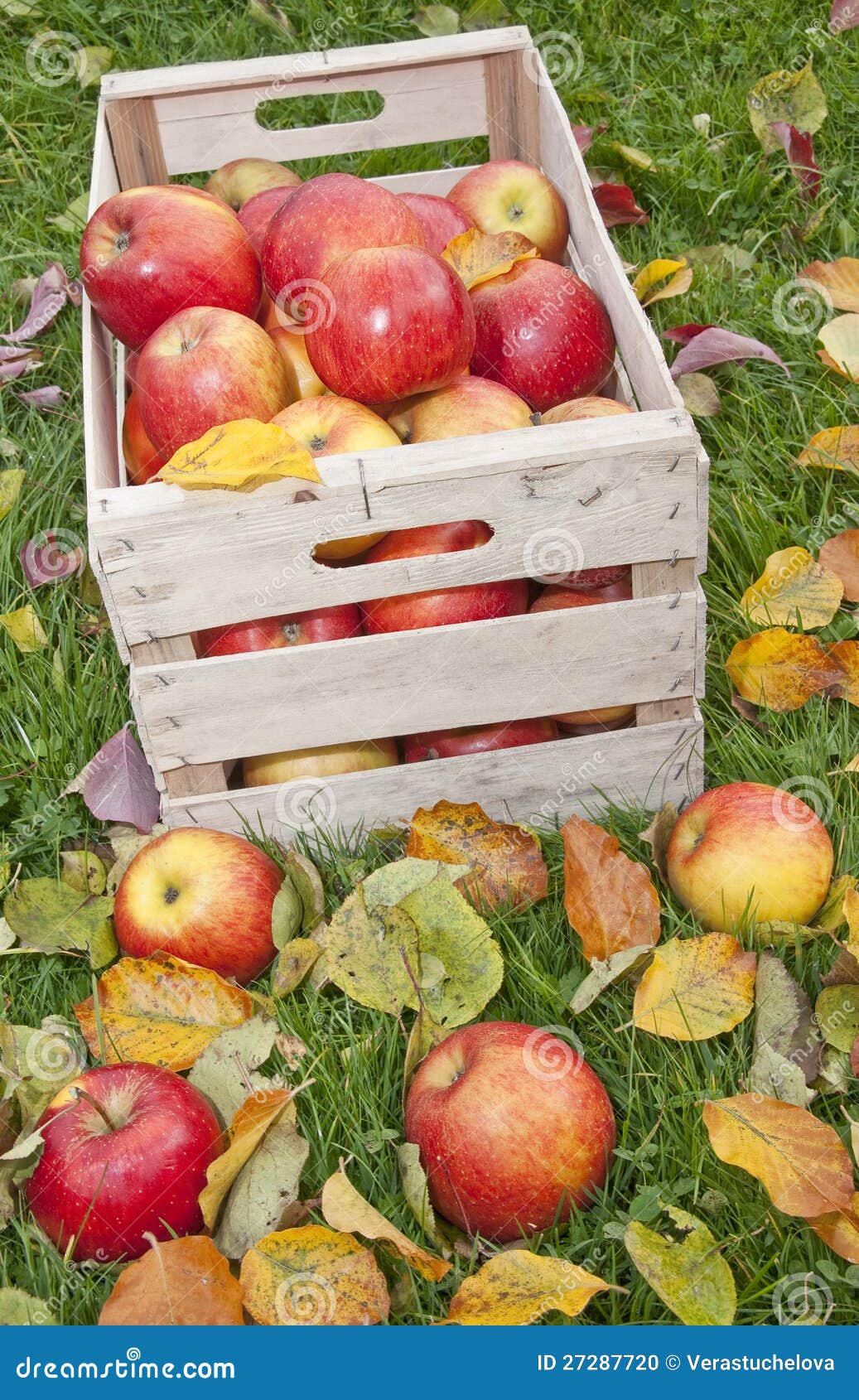 Red apples in a wooden box stock photo. Image of healthy - 27287720