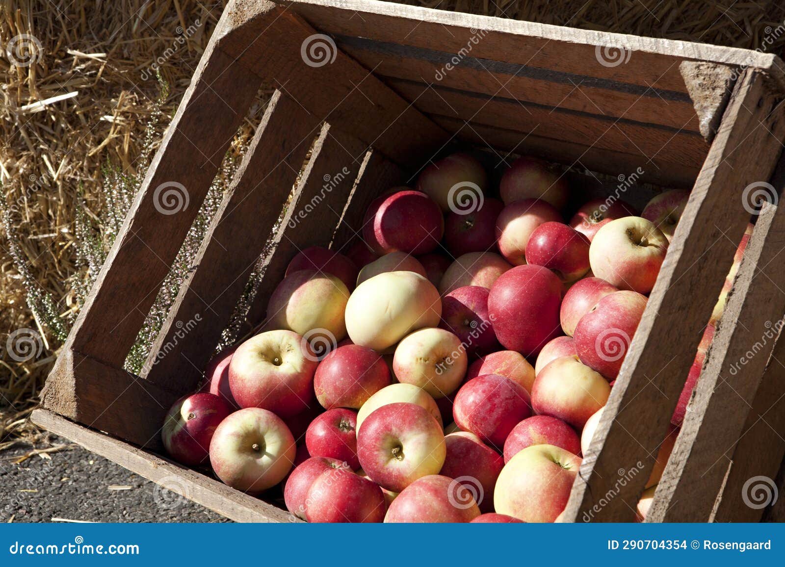 Red apples in wooden box stock photo. Image of ecology - 290704354