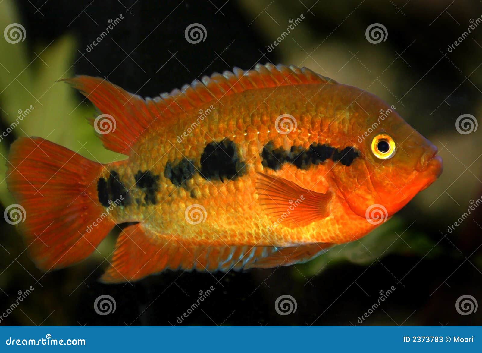 Red aquarium fish stock image. Image of fishtank, stripe - 2373783