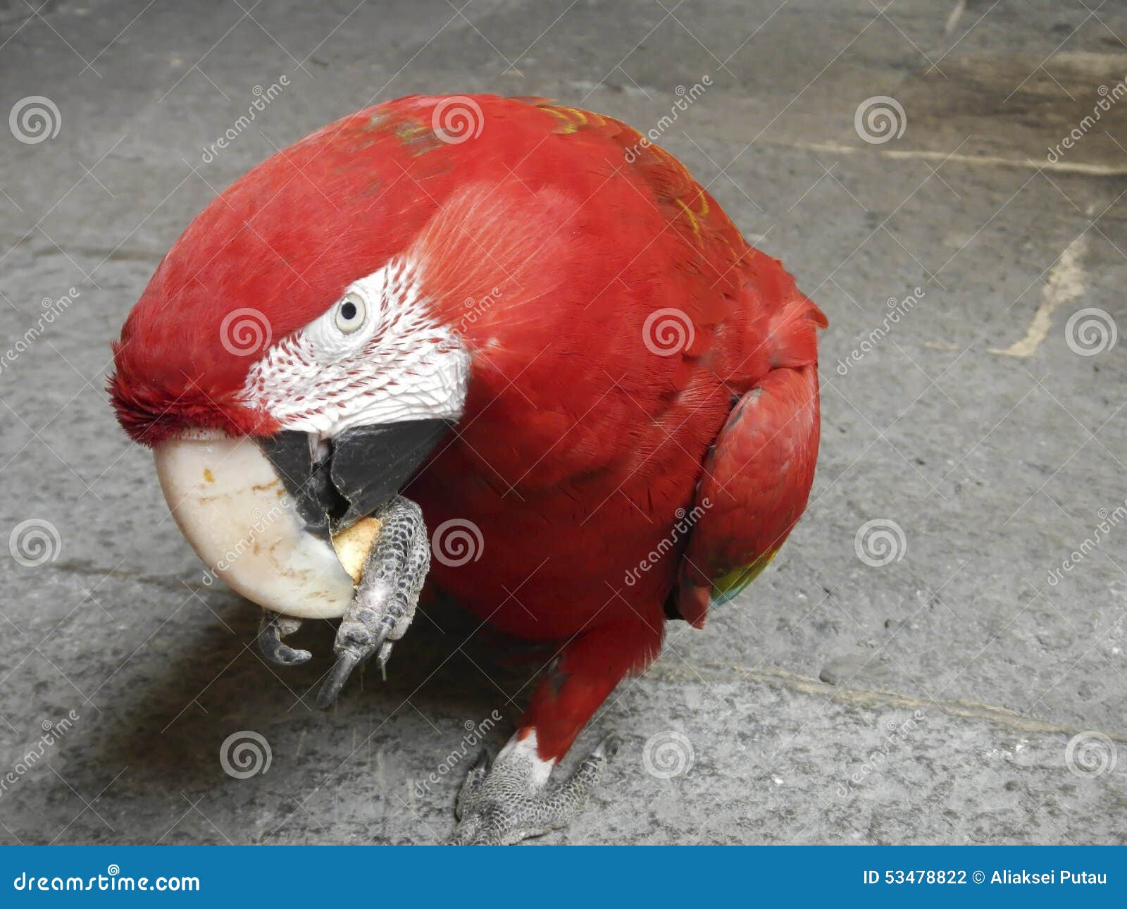 Red ara parrot stock photo. Image of colorful, parrot - 53478822