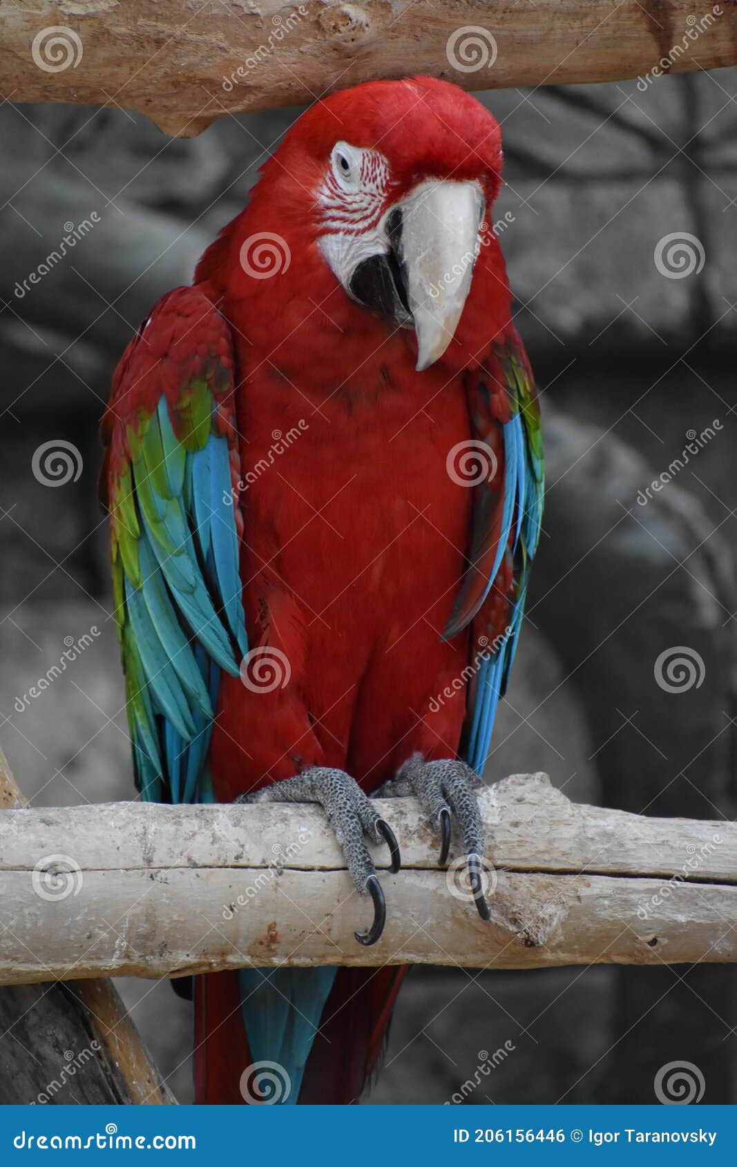 Red Ara parrot stock photo. Image of bird, nature, aviary - 206156446