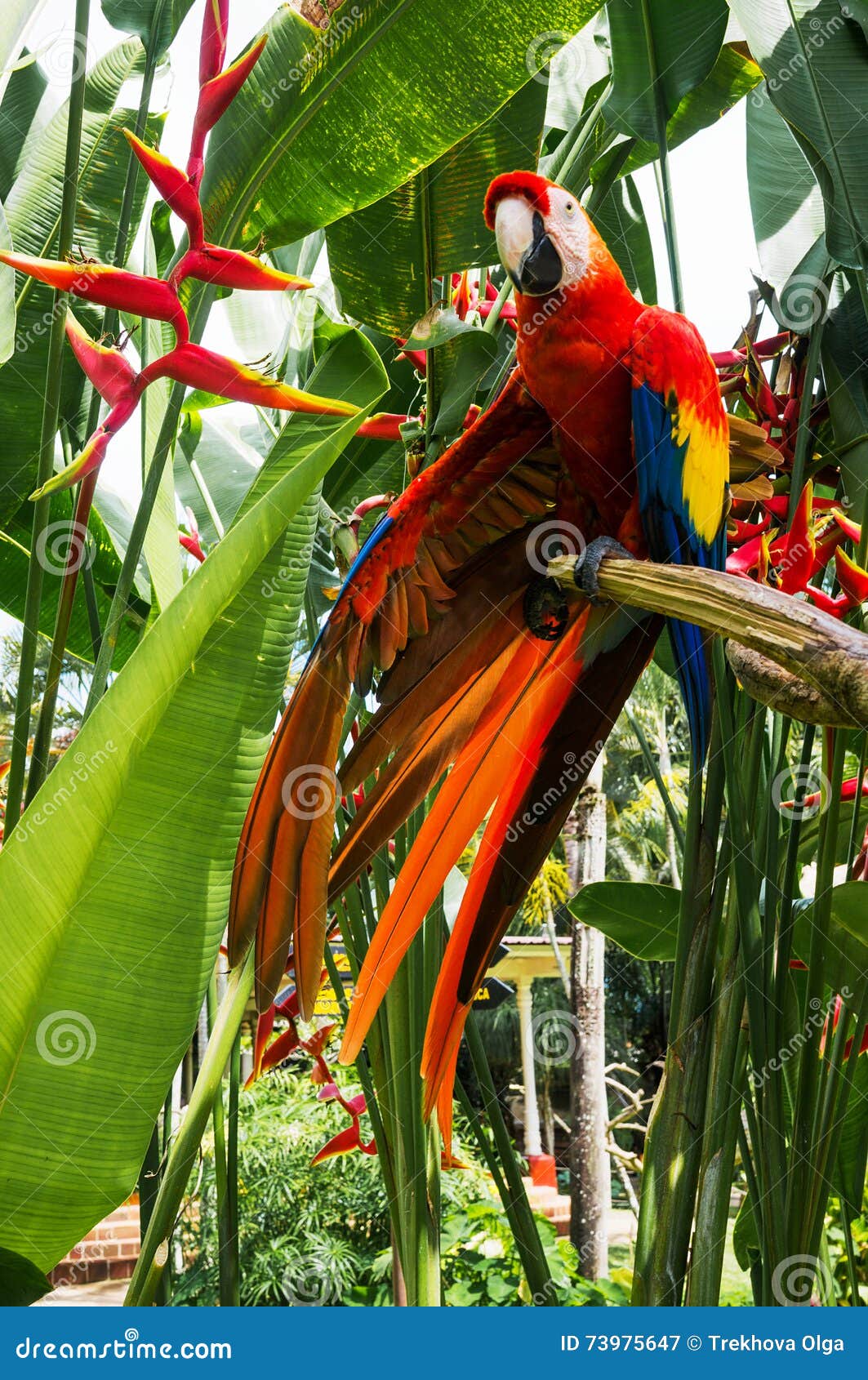 Red Ara Parrot from Tropical Background Stock Image - Image of bright ...