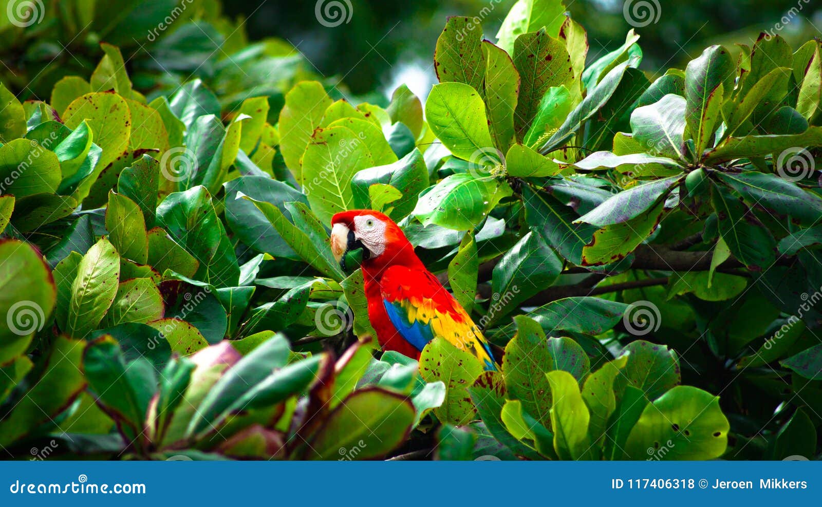 Red ara sitting in a tree stock photo. Image of parrot - 117406318