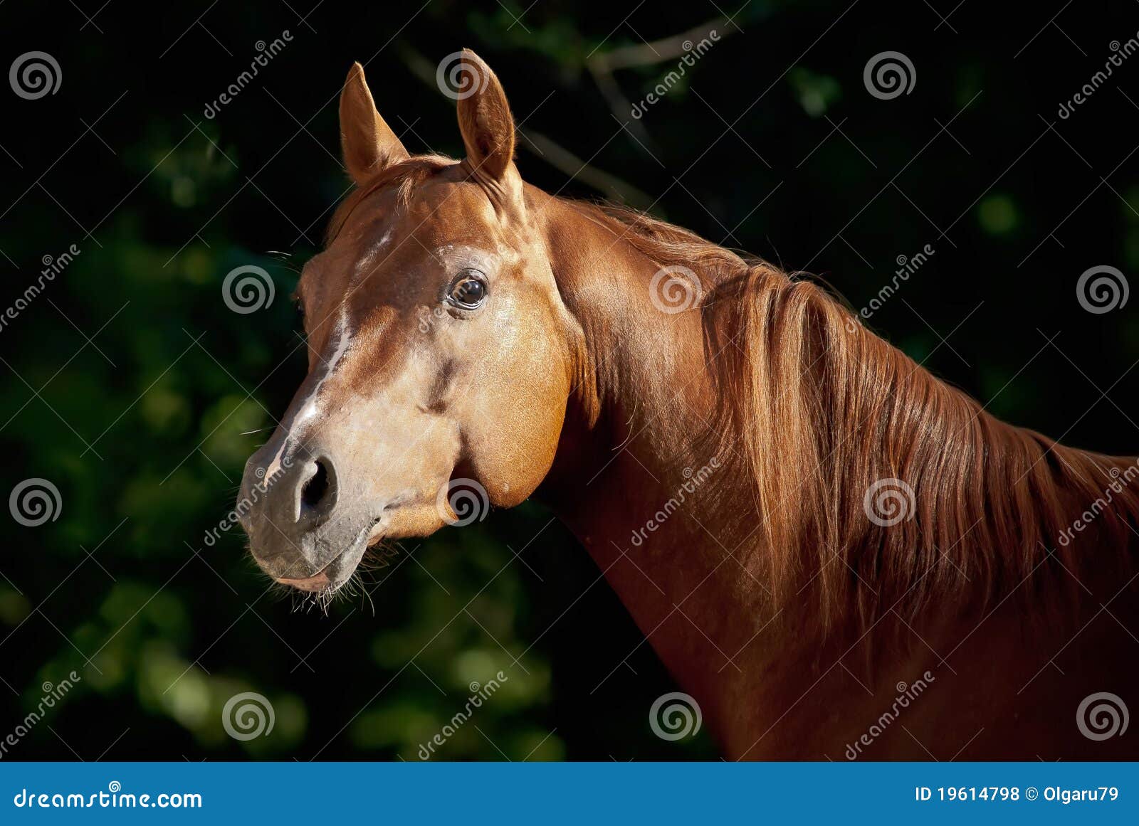 Red Arabian Horse Portrait in Dark Stock Photo - Image of effort ...