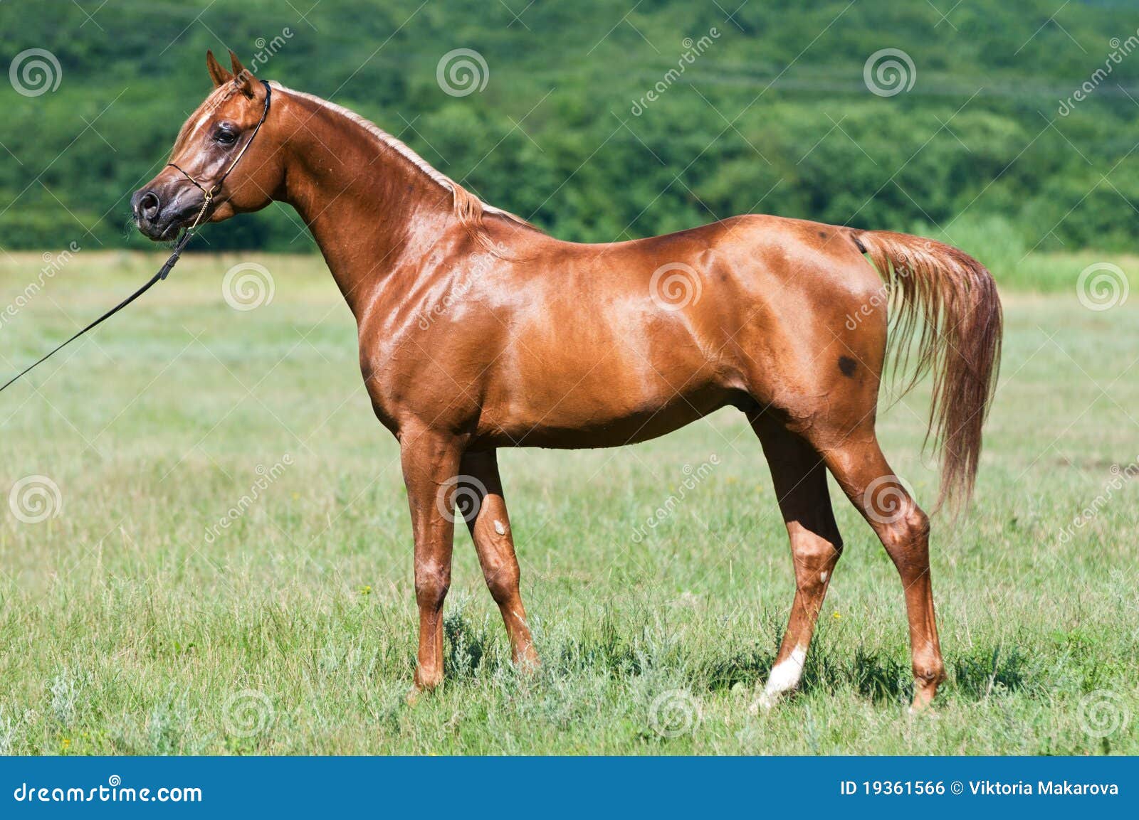 Red Arabian Stallion Portrait in Summer Stock Photo - Image of mammal ...