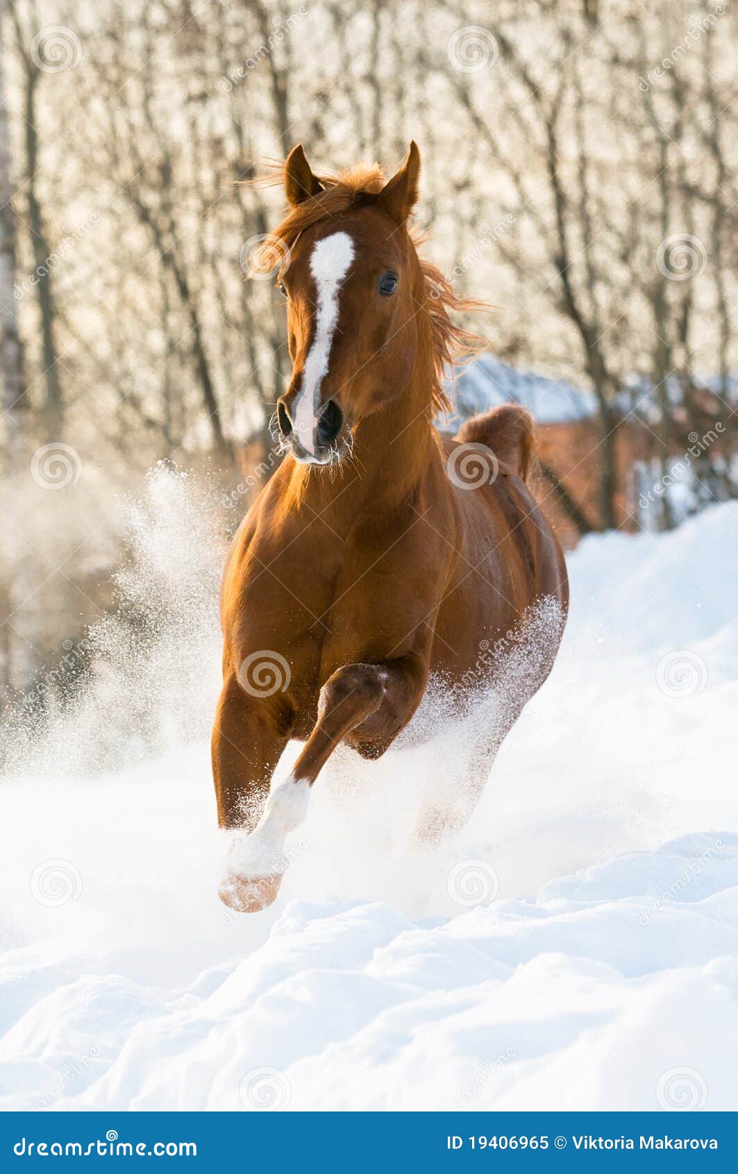 Red Arabian Stallion Runs Gallop in the Snow Stock Image - Image of ...