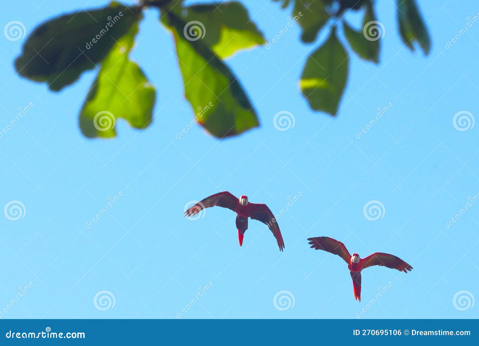 Red Aras Flying in a Blue Sky with Leaves and Leaves in the Background ...