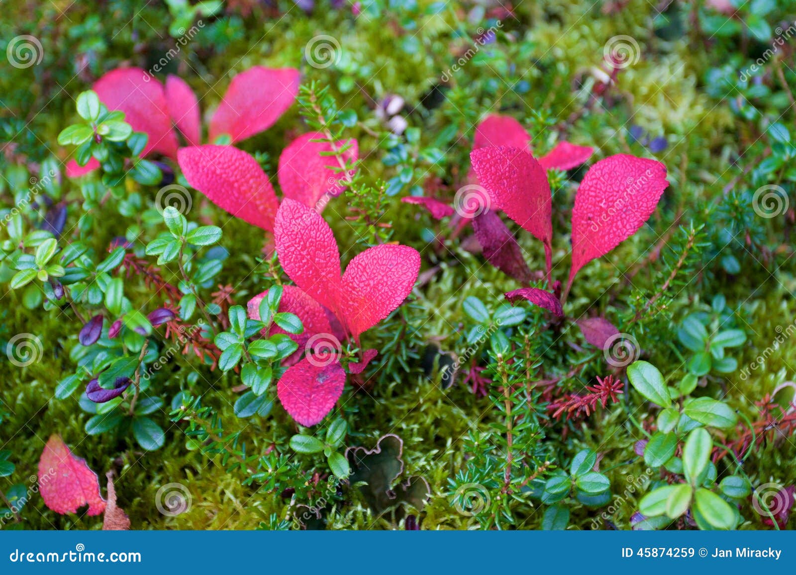 Red Arctic Ground Willows in Denali Stock Image - Image of moss, green ...