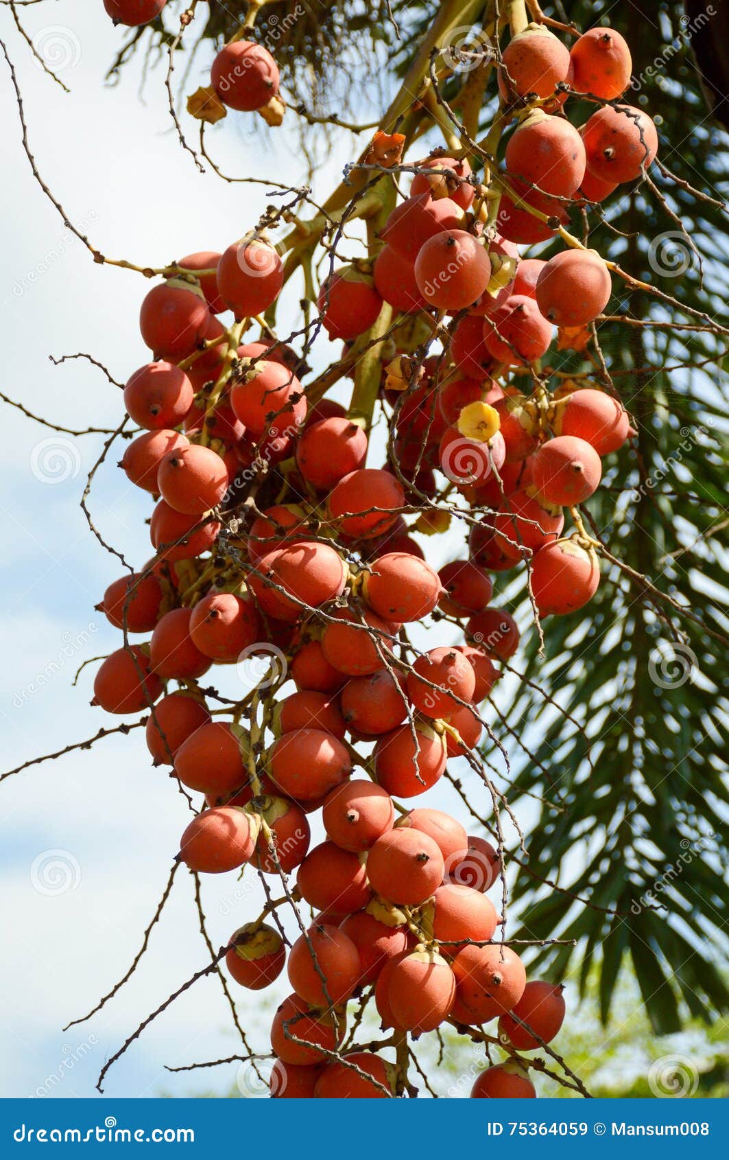 Red Areca catechu fruit stock image. Image of garden - 75364059