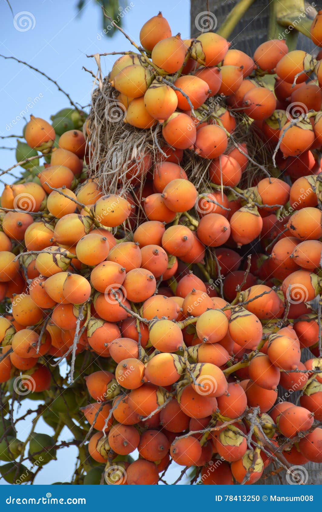 Red Areca catechu fruit stock photo. Image of nature - 78413250