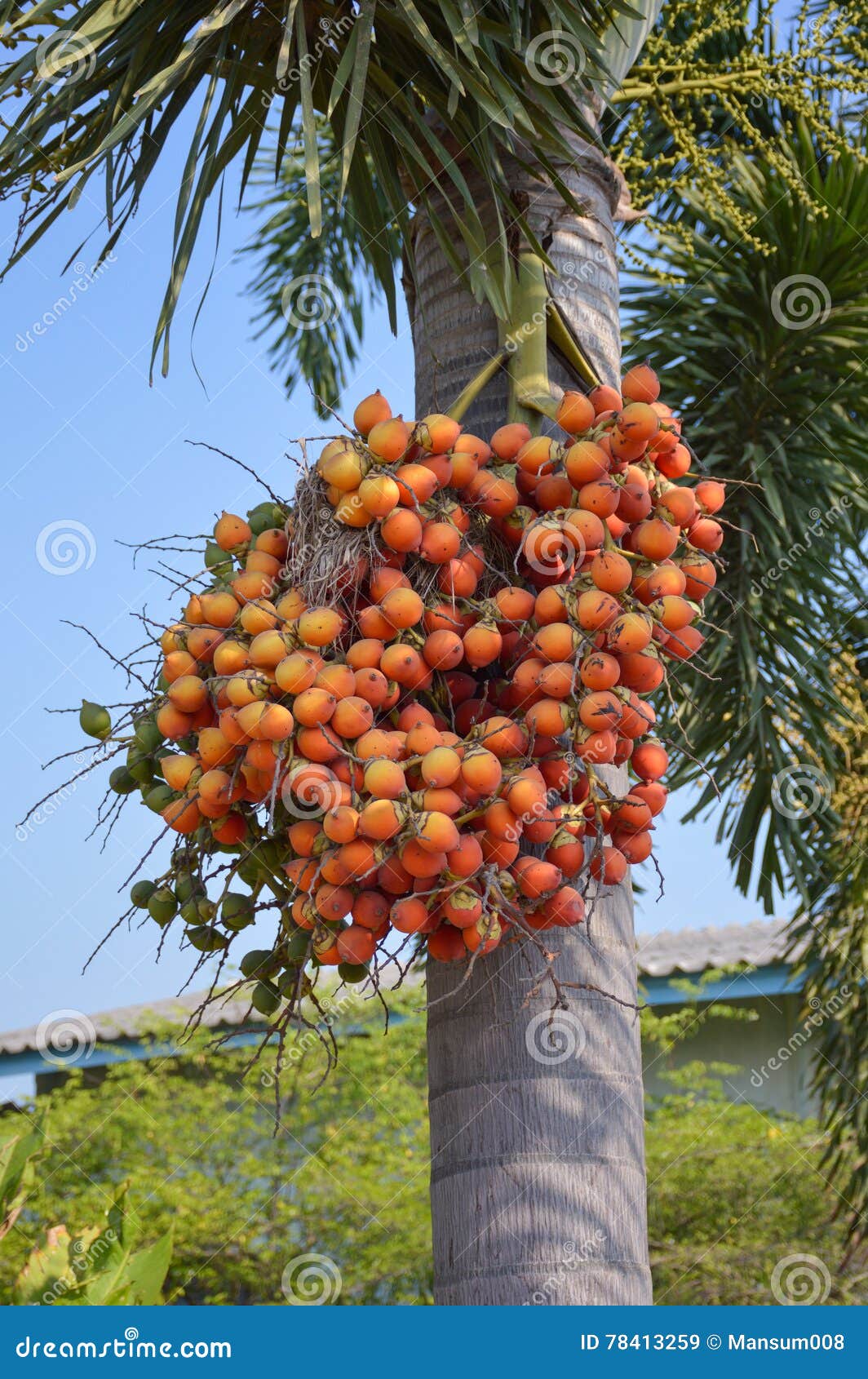 Areca Catechu Tree / Hildegard Puwak Tree Royalty-Free Stock ...