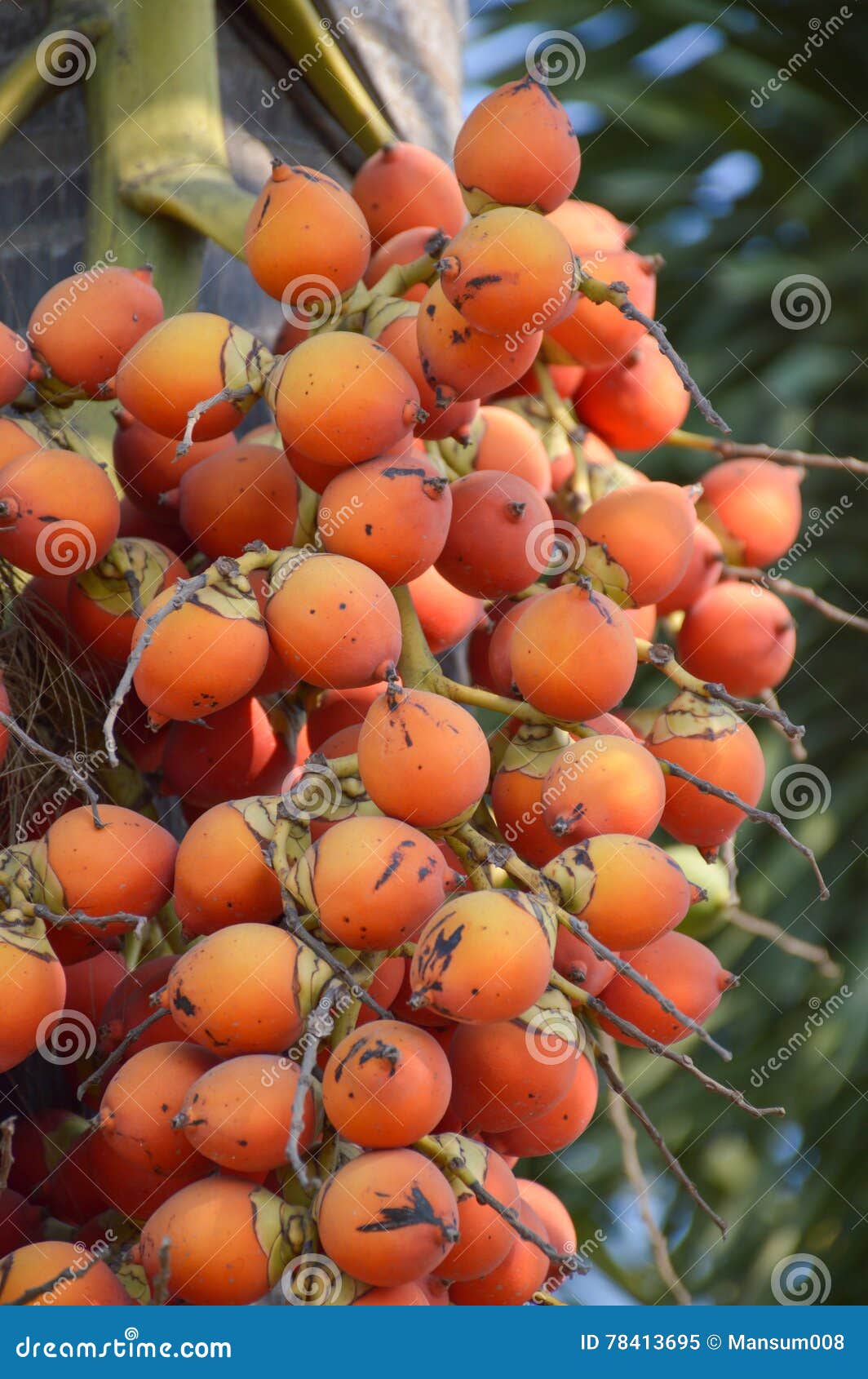 Red areca catechu fruit stock image. Image of outdoor - 78413695