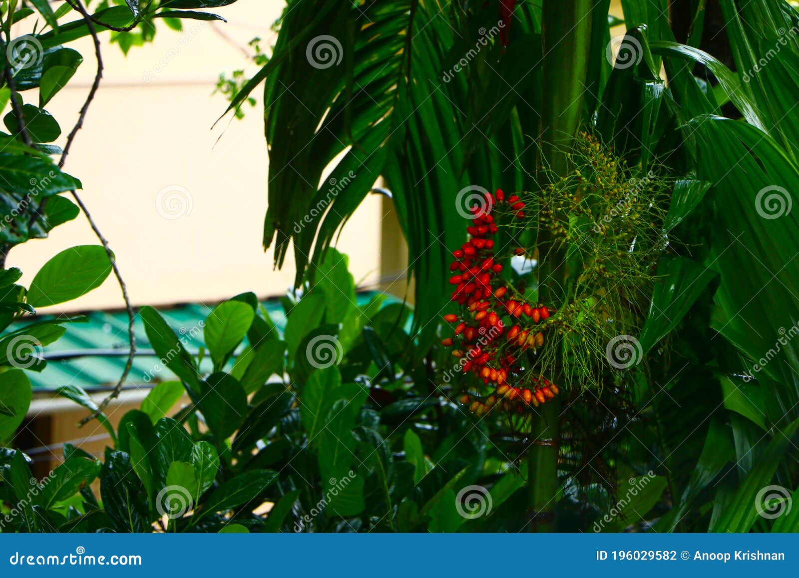 Red Areca Nut or Betel Nut Palm. Stock Photo - Image of fresh, healthy ...