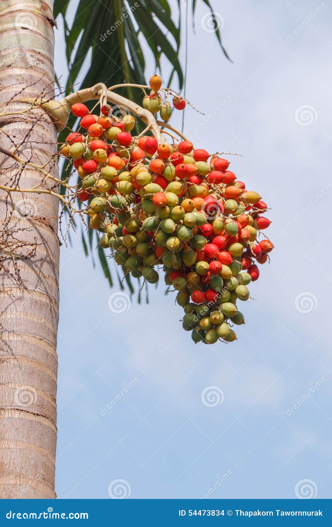 Red Areca Nut Palm stock photo. Image of leaf, bark, close - 54473834
