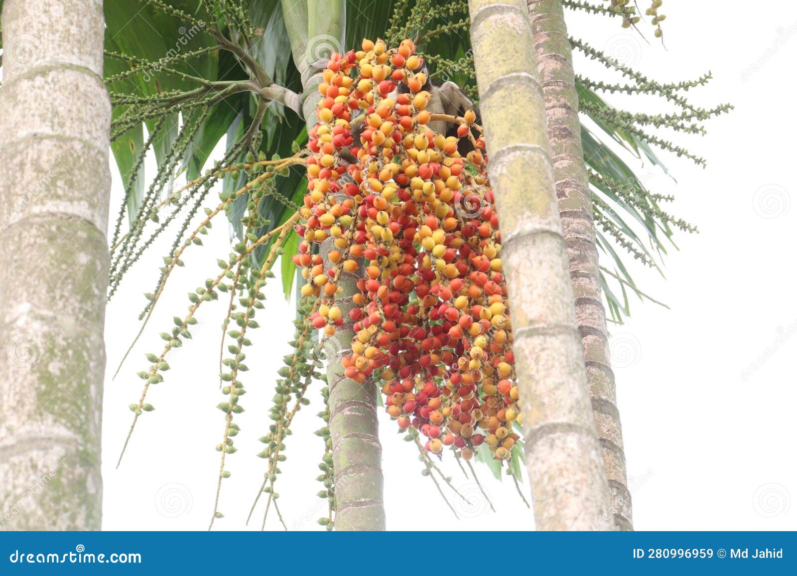 Red Areca Nut Palm on tree stock image. Image of palm - 280996959