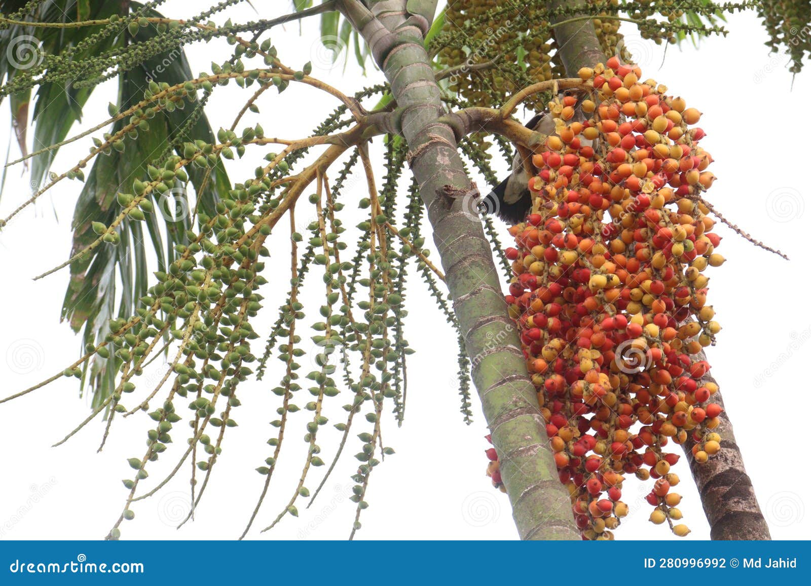 Red Areca Nut Palm on tree stock photo. Image of flora - 280996992