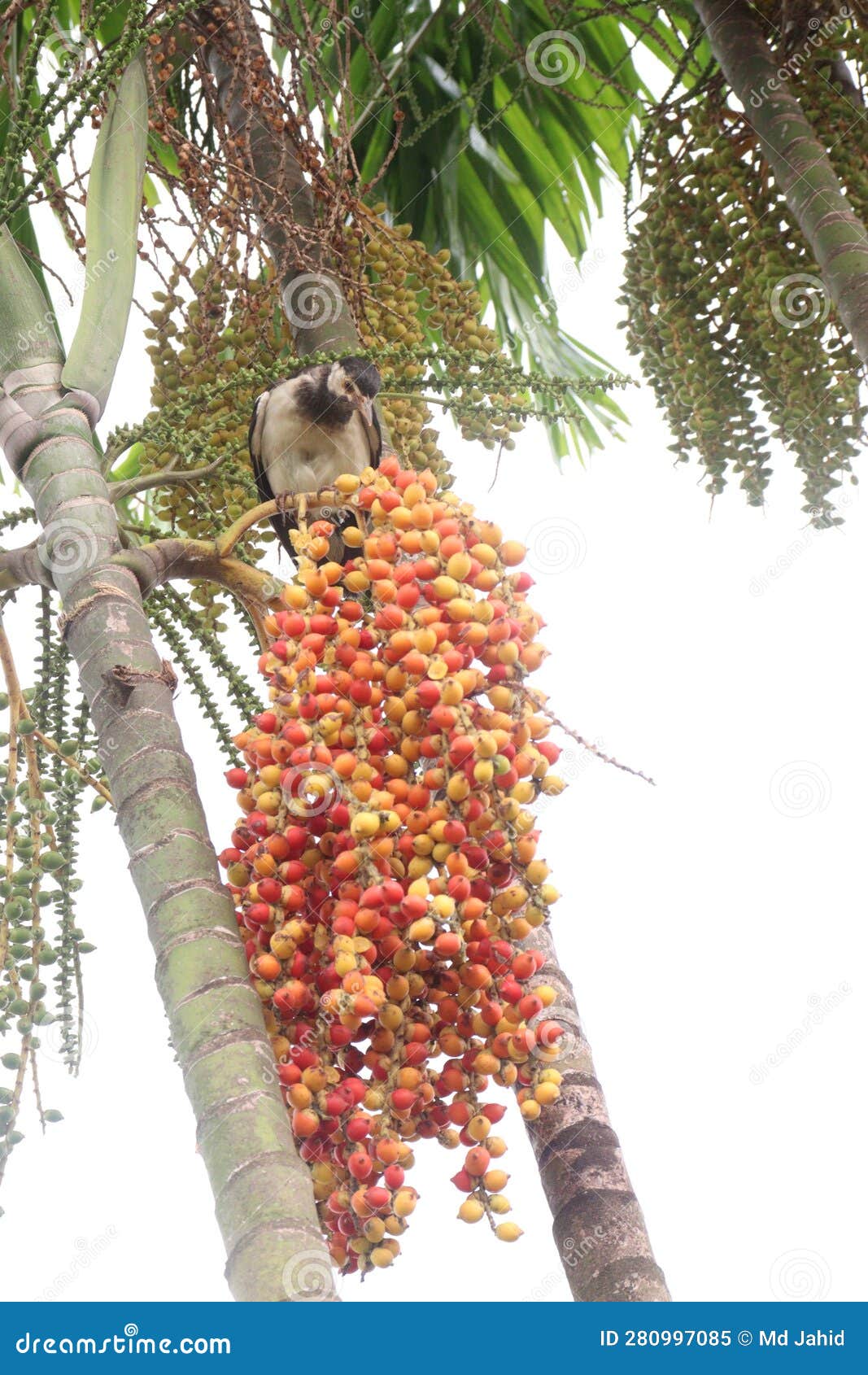 Red Areca Nut Palm on tree stock image. Image of leaf - 280997085