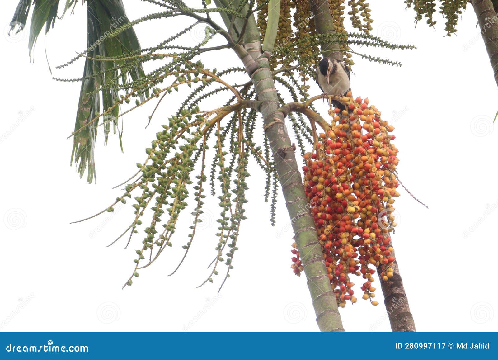 Red Areca Nut Palm on tree stock image. Image of ripe - 280997117