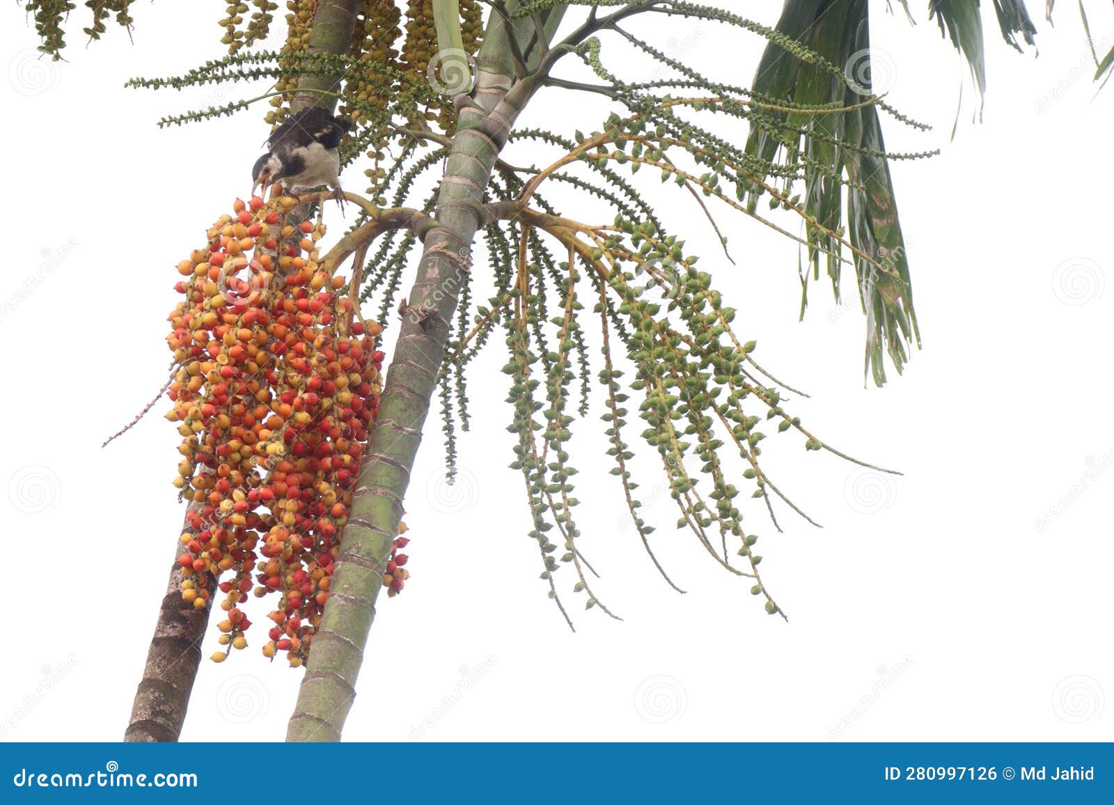 Red Areca Nut Palm on tree stock photo. Image of peach - 280997126