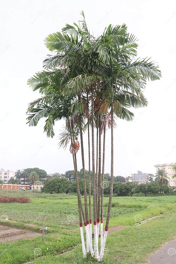 Red Areca Nut Palm on tree stock image. Image of protein - 280997147