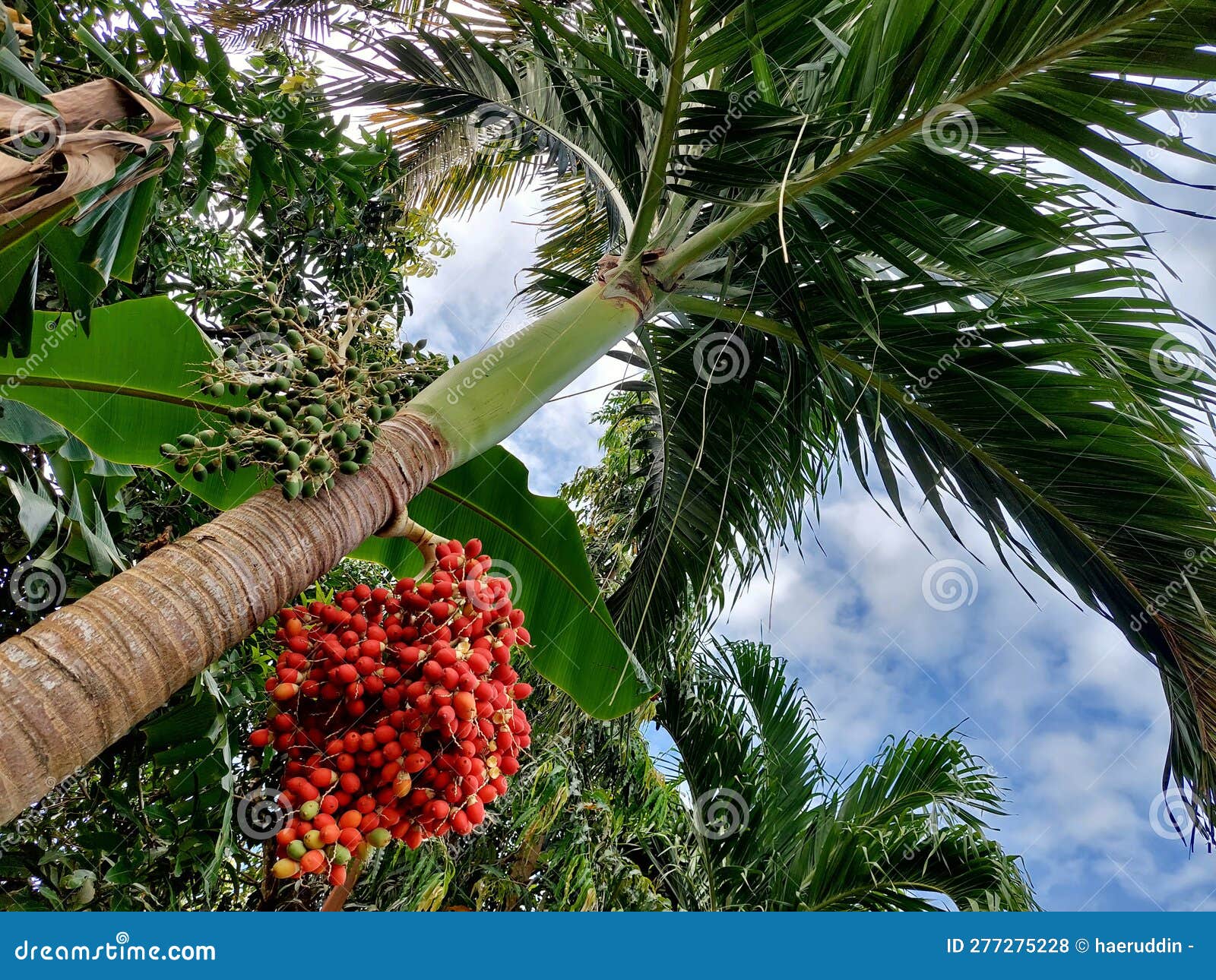 The Red Areca Palm Bears Heavy Fruit and is Very Beautiful Stock Photo ...
