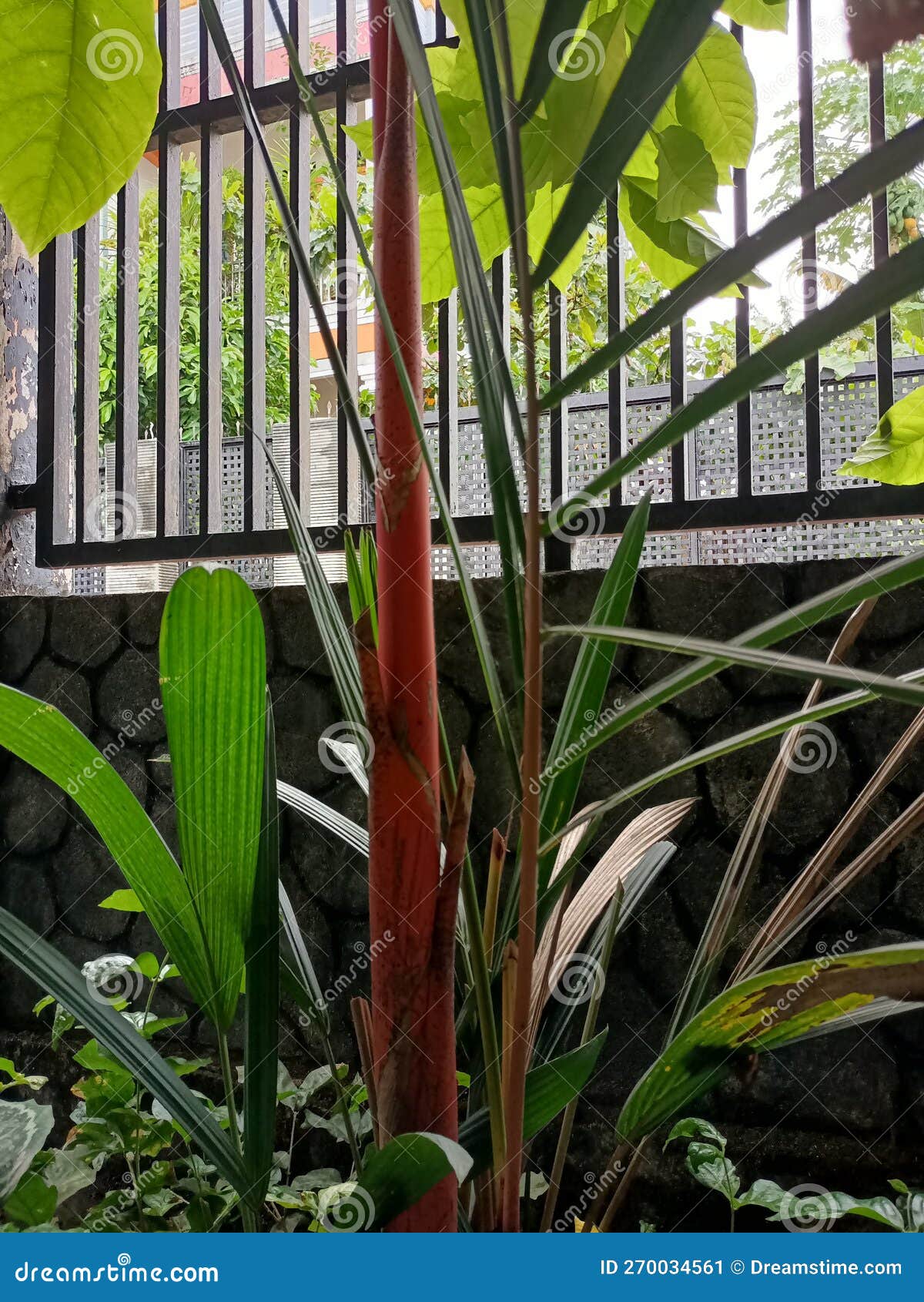 Red areca palm stands firm stock image. Image of palm - 270034561