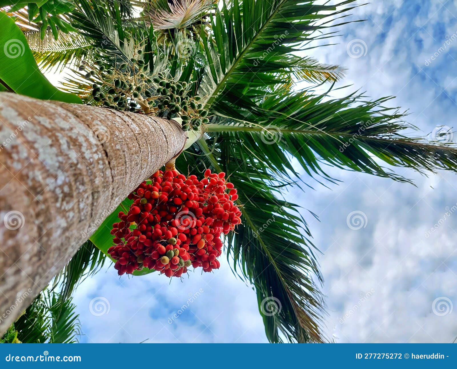 Red Areca Palm Which Has Dense Fruit Stock Photo - Image of dense ...